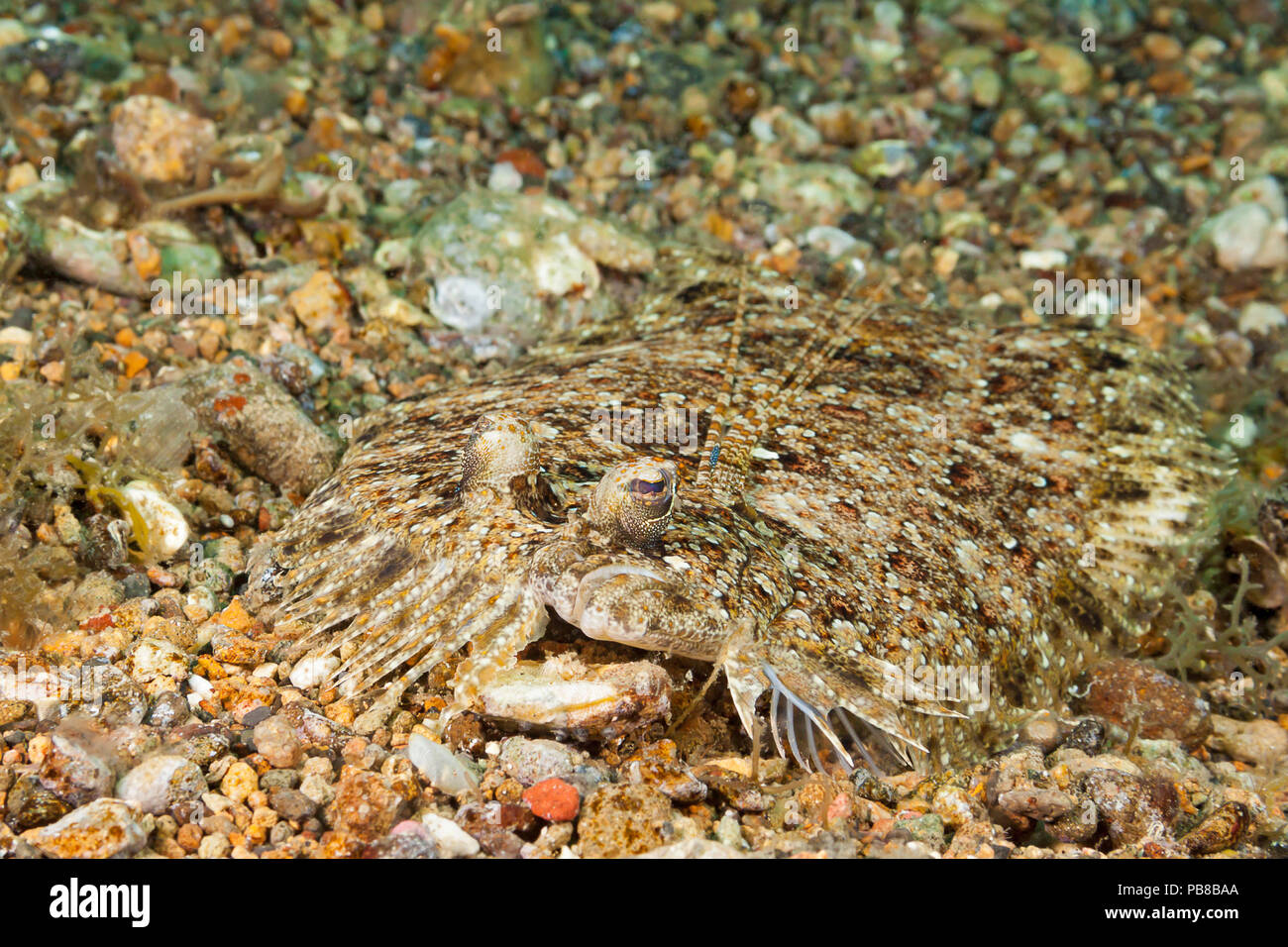 The peacock flounder, Bothus mancus, is a member of the largest family ...