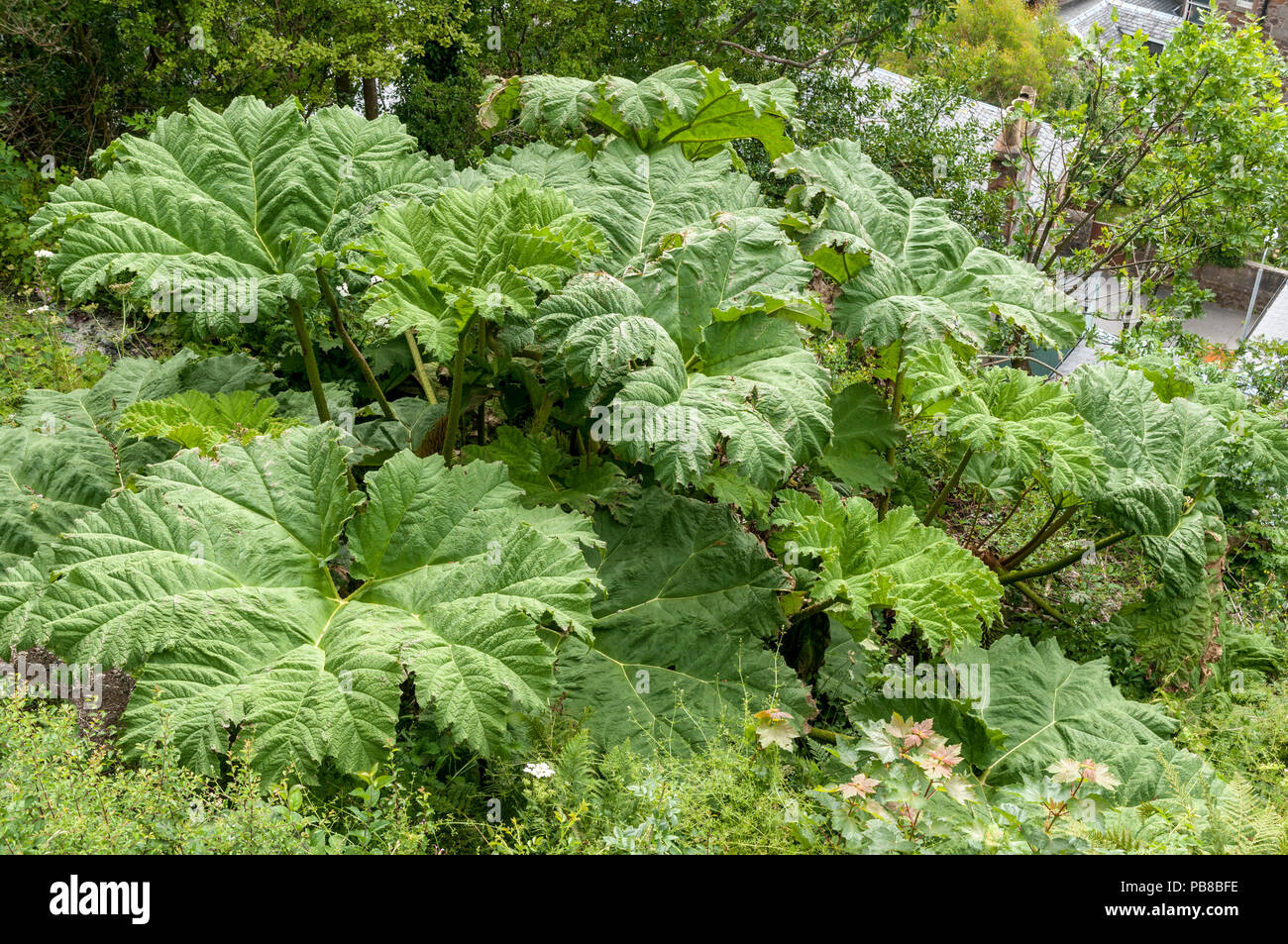 Gunnera manicata, known as Brazilian giant-rhubarb Stock Photo - Alamy
