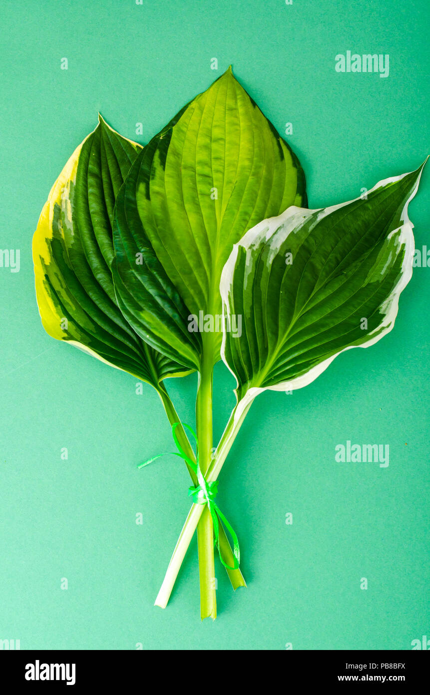 Motley leaves hosts on bright background. Studio Photo Stock Photo - Alamy