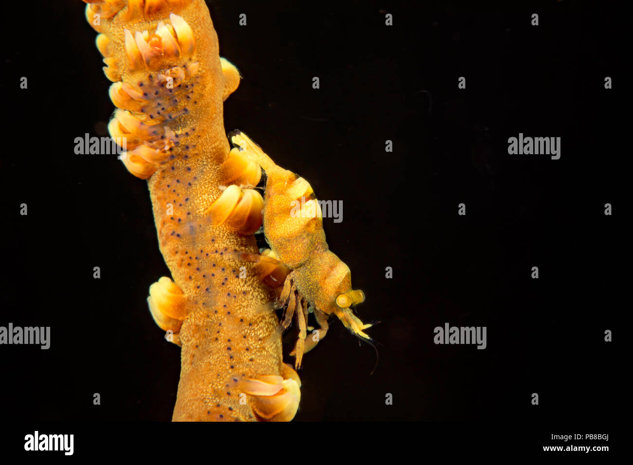 Wire coral cirrhipathes anguina hi-res stock photography and images - Alamy