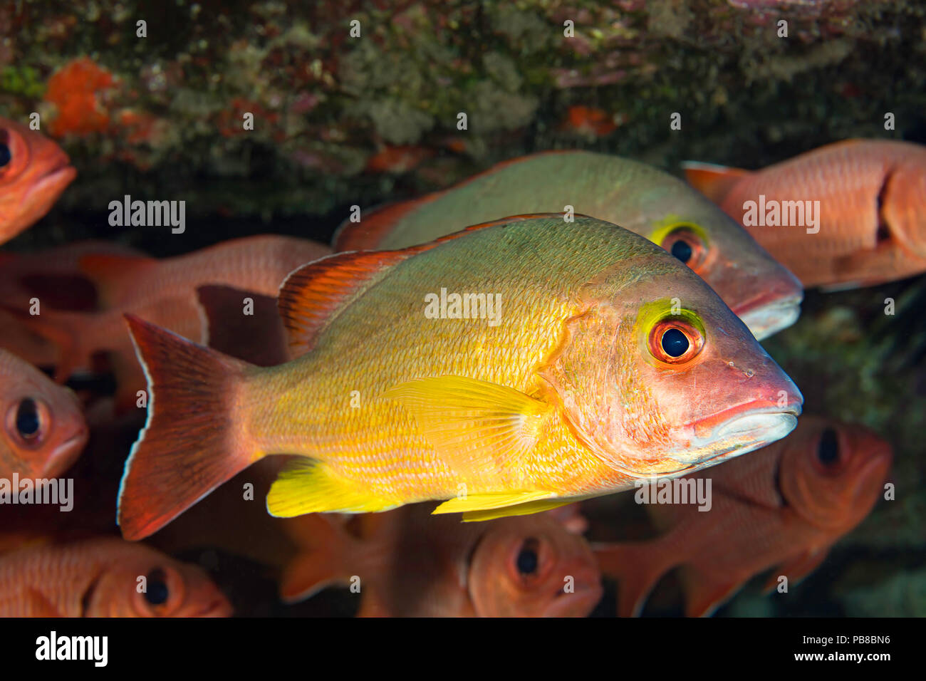 The blacktail snapper, Lutjanus fulvus, reach 13 inches in length and ...
