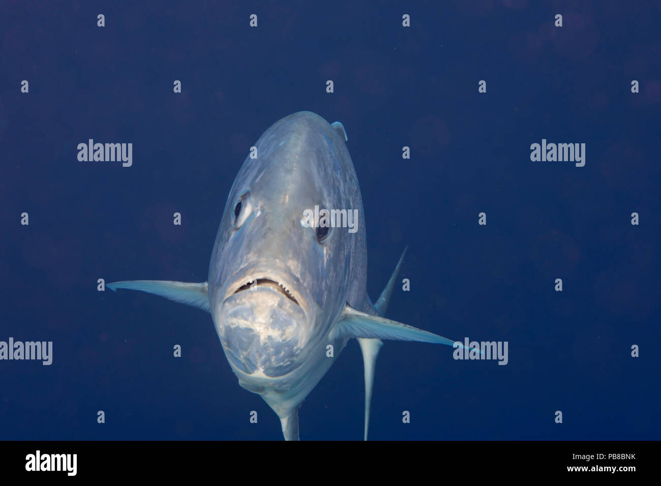 The white ulua, Caranx ignobilis, is also known as a giant trevally or ...