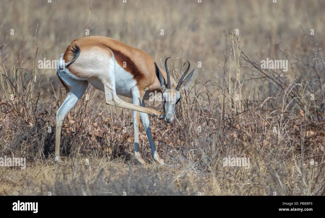 Springbok emblem hi-res stock photography and images - Alamy