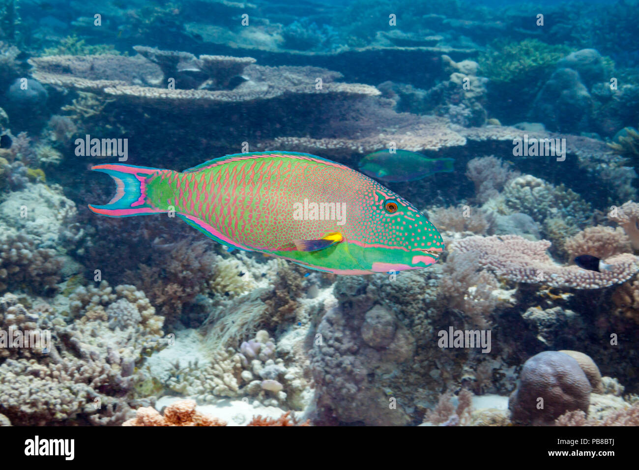 Red speckled parrotfish hi-res stock photography and images - Alamy