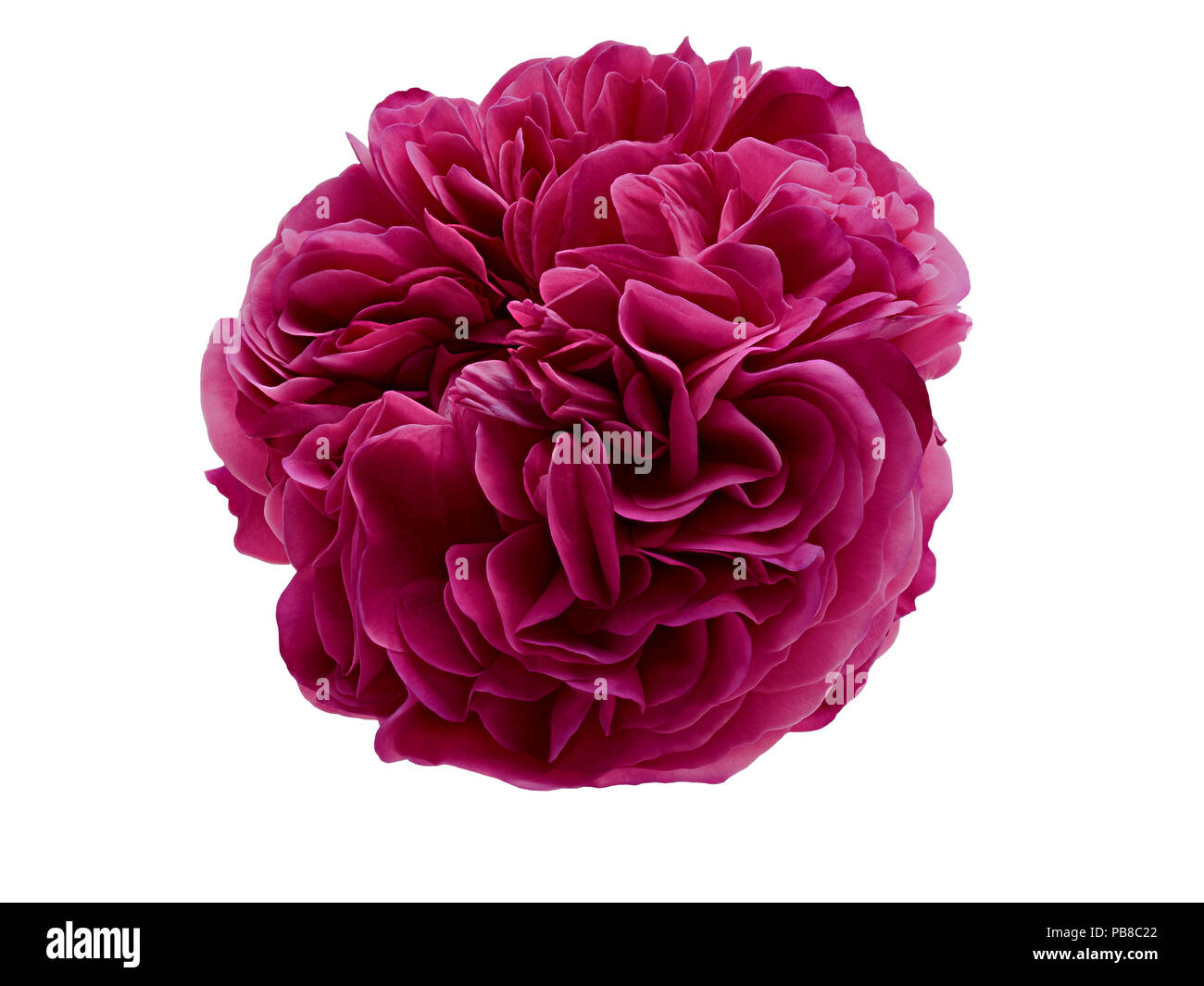 Pink tea rose hi-res stock photography and images - Alamy