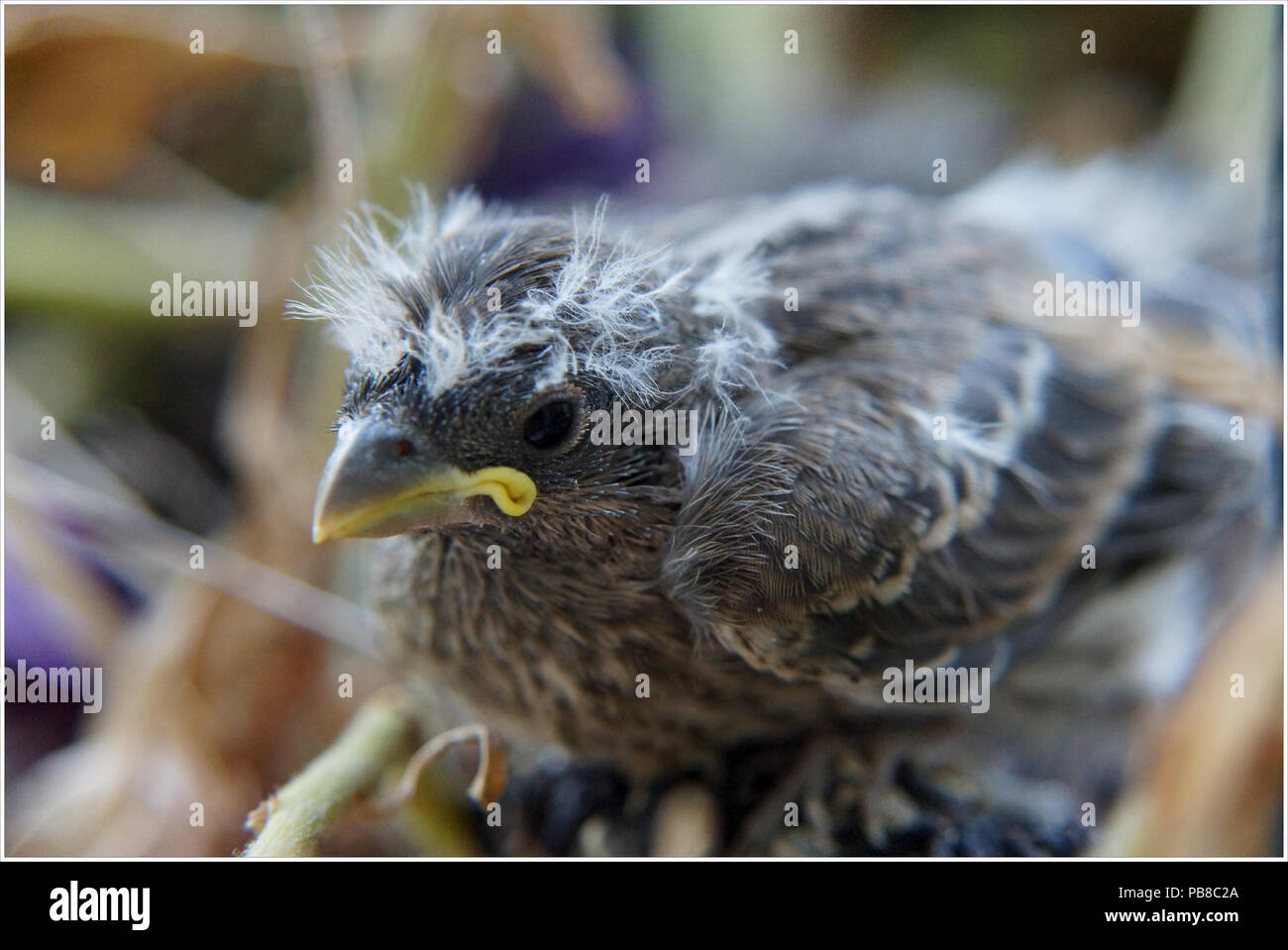 Baby garden bird hi-res stock photography and images - Alamy