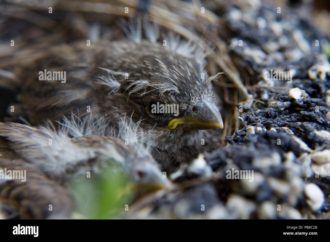 Baby bird chicks waiting for their food Stock Photo - Alamy