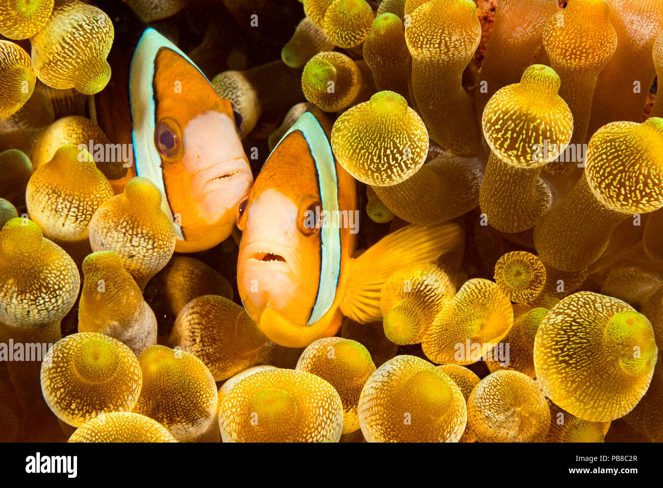 Clark's anemonefish, Amphiprion clarkii, in sea anemone, Entacmaea ...