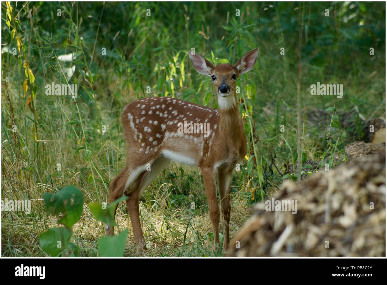 Fawn looking mammal spots curious hi-res stock photography and images ...