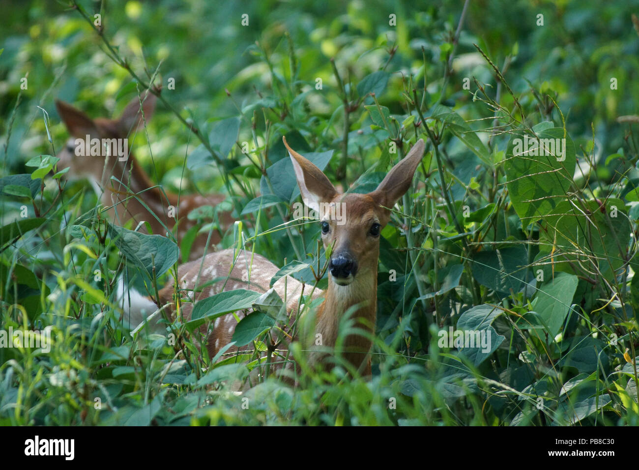 Two bay deer fawns hiding in the grass Stock Photo - Alamy