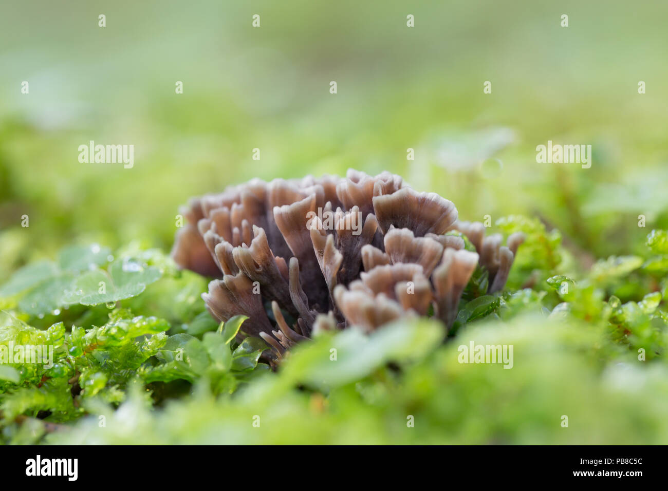 Thelephora hi-res stock photography and images - Alamy