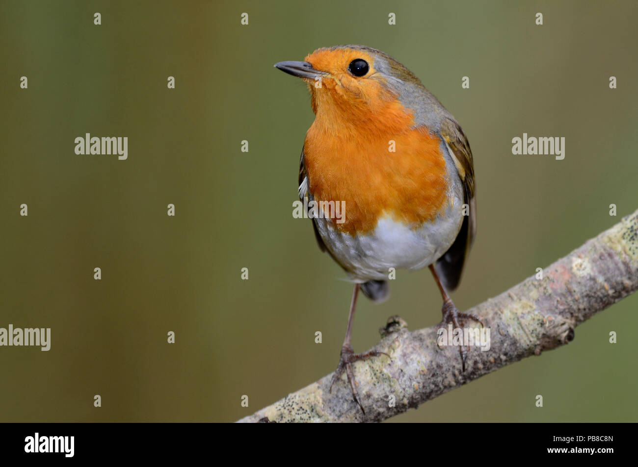 Friendly robins hi-res stock photography and images - Alamy