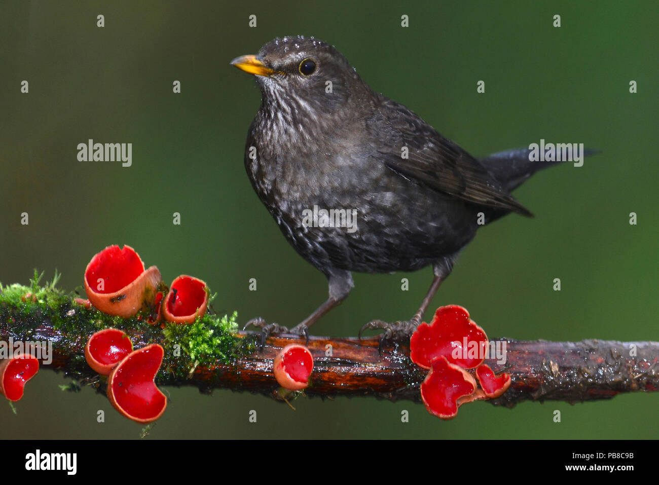 blackbird turdus merula Stock Photo - Alamy