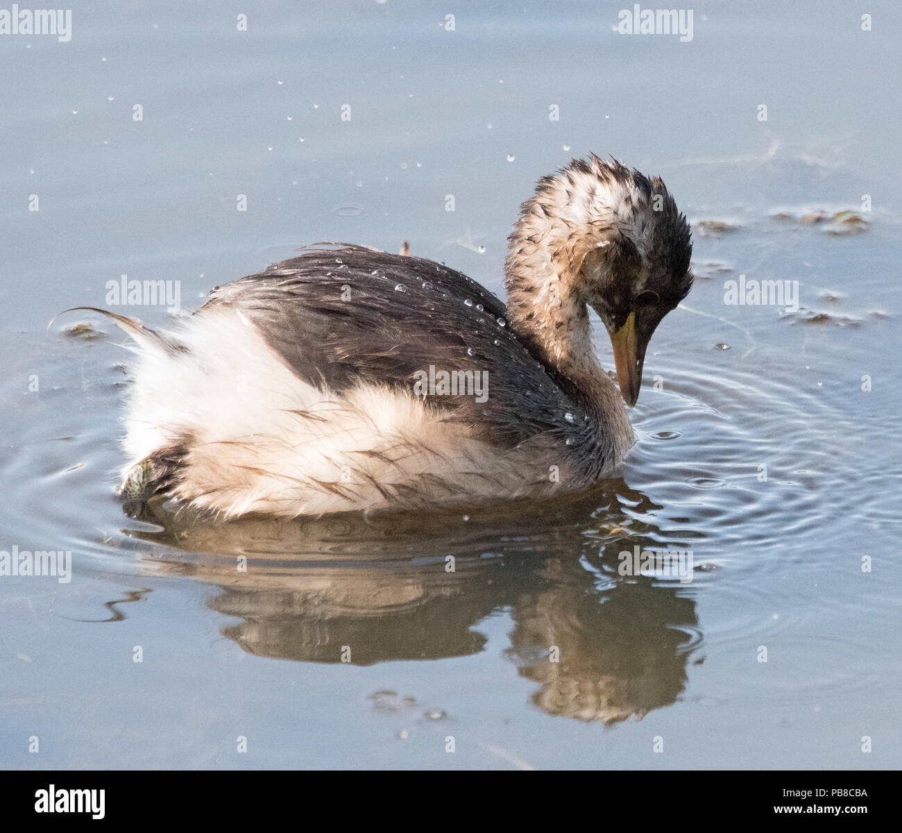 Juvenile coot uk hi-res stock photography and images - Alamy