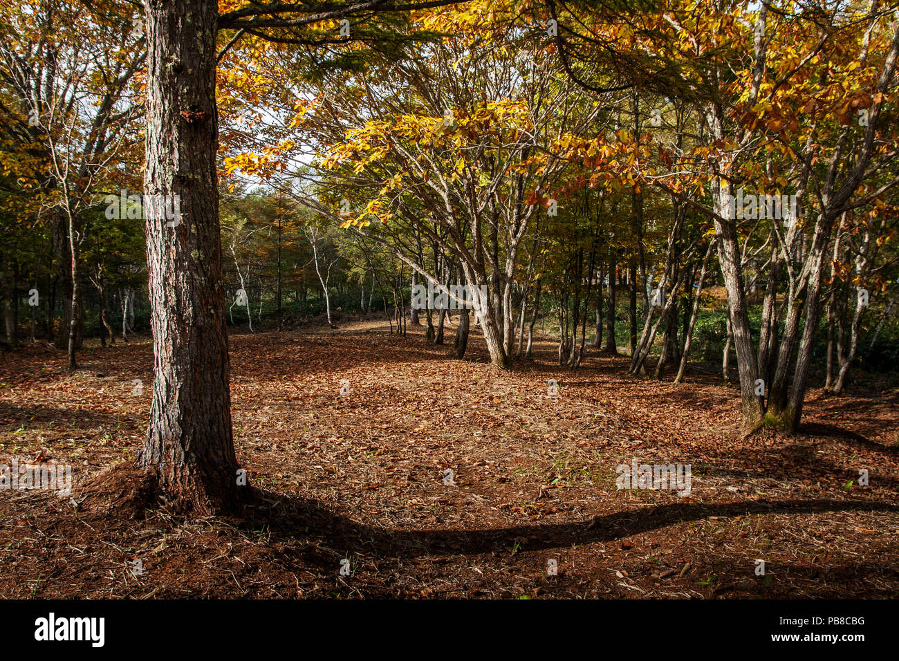 Autumn woodland in the temperate highlands of Japan. Amazing nature at ...