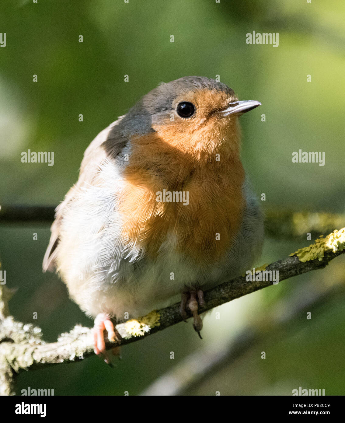 Robin species hi-res stock photography and images - Alamy