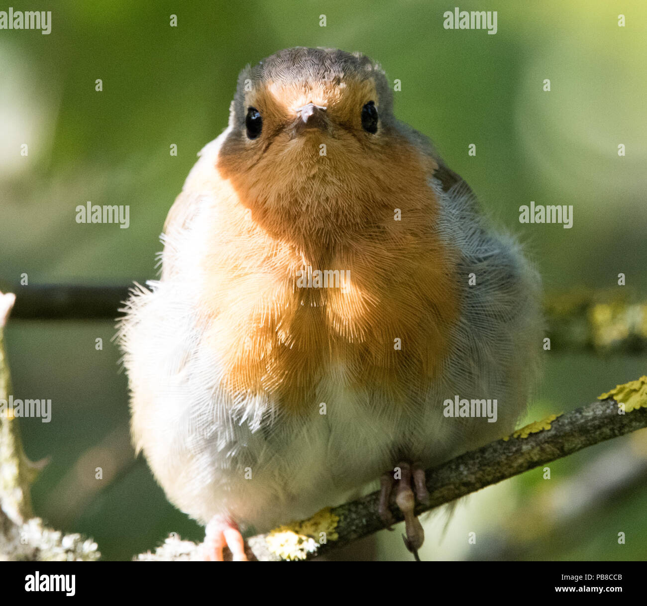 Robin species hi-res stock photography and images - Alamy