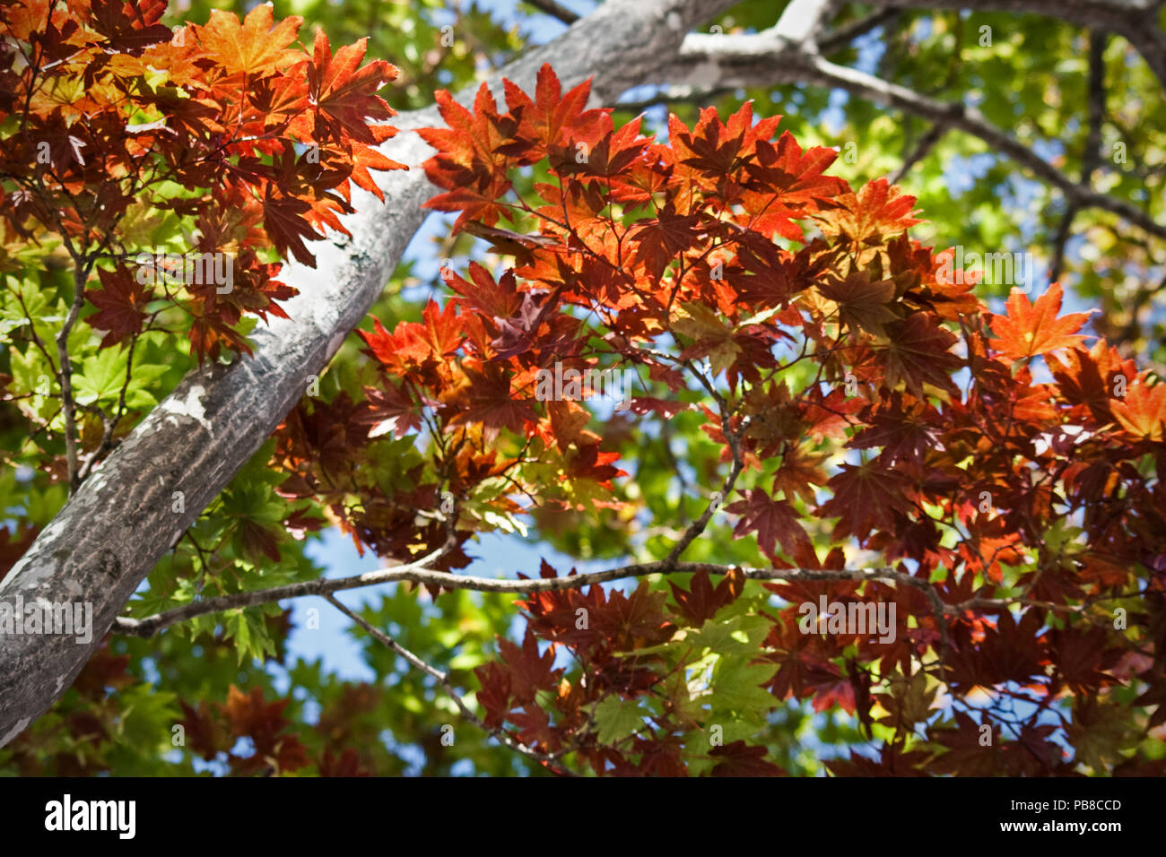 Transformed tree hi-res stock photography and images - Alamy