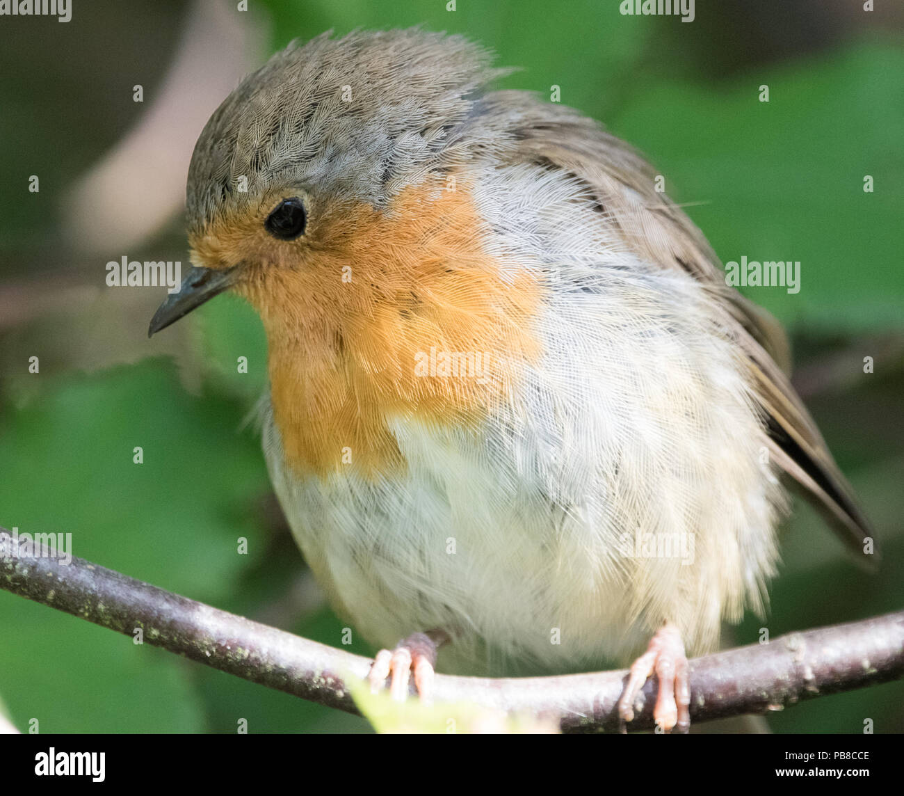 Robin species hi-res stock photography and images - Alamy