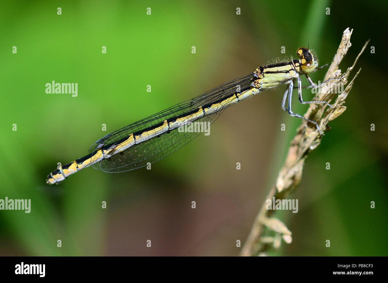 Female variable damselfly at rest Stock Photo - Alamy