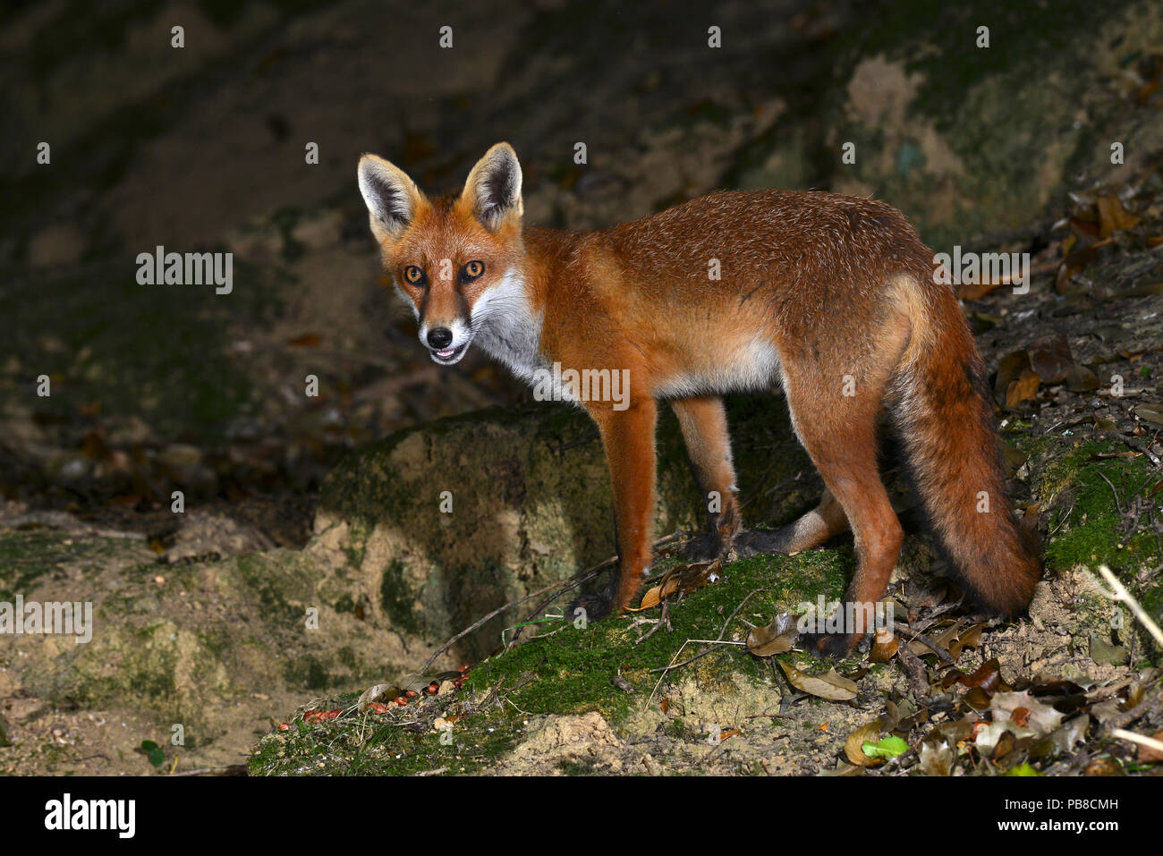 red fox vulpes vulpes Stock Photo - Alamy