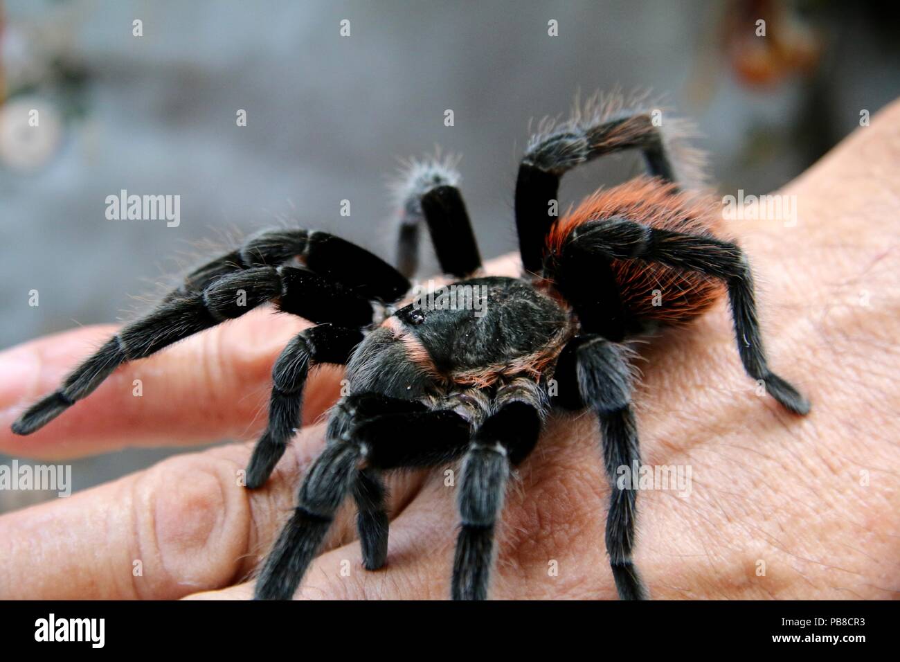 wild Mexican Red Rumped tarantula in the jungles of Tikal Guatemala ...