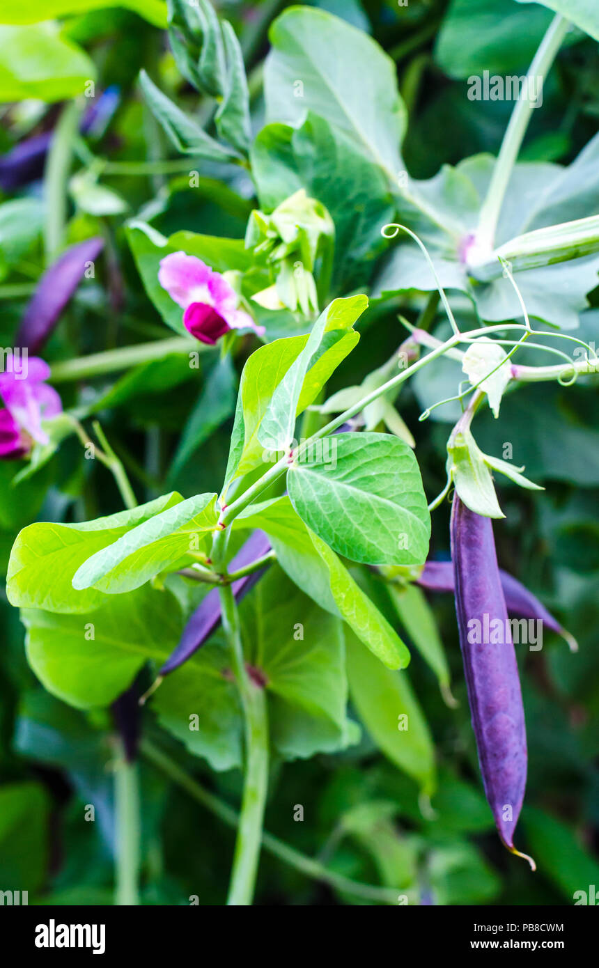 Purple pods of garden peas. Studio Photo Stock Photo - Alamy