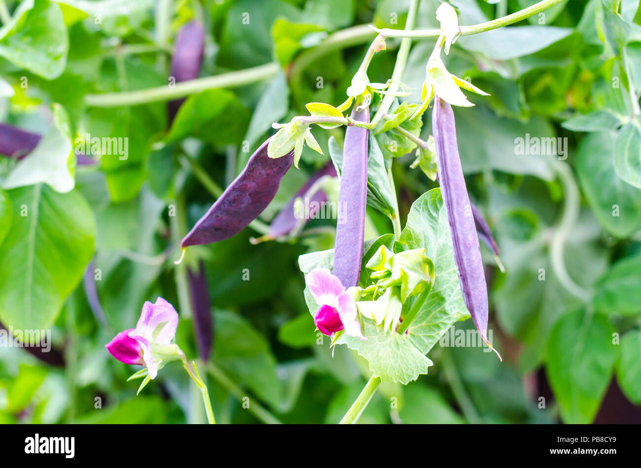 Purple pods of garden peas. Studio Photo Stock Photo - Alamy