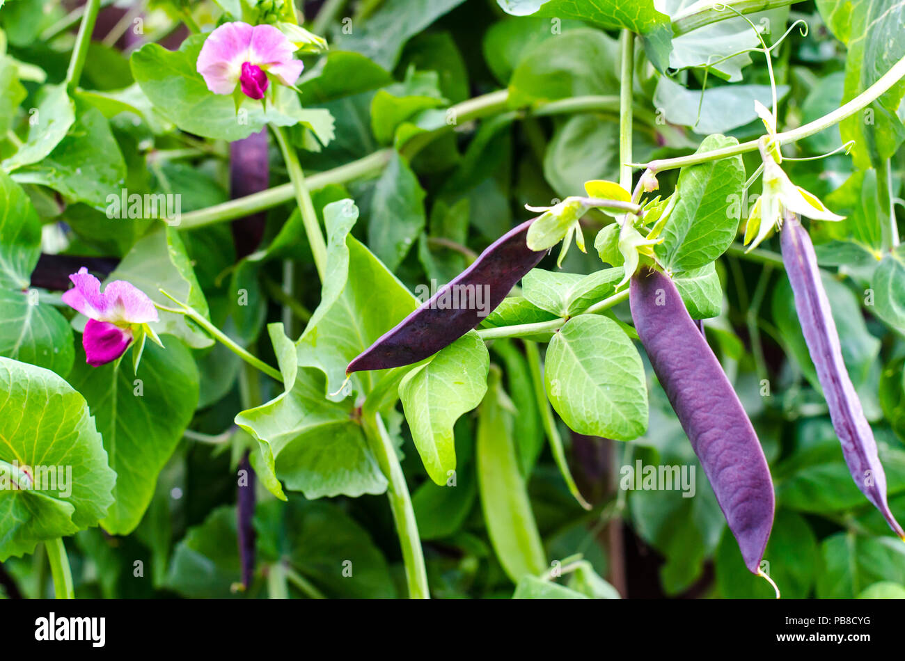 Purple pods of garden peas. Studio Photo Stock Photo - Alamy