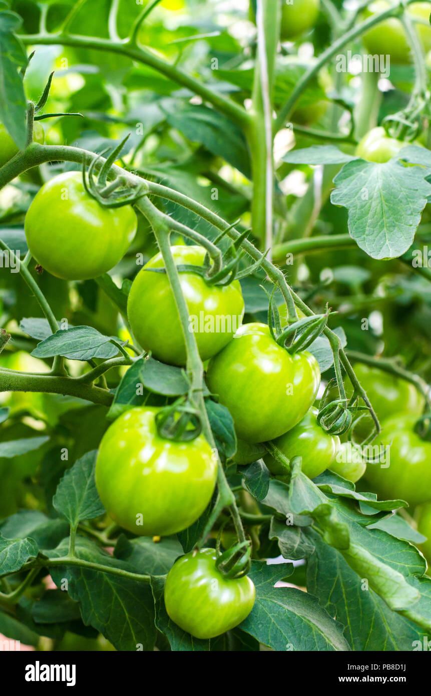 Green tomatoes on bush. Studio Photo Stock Photo - Alamy