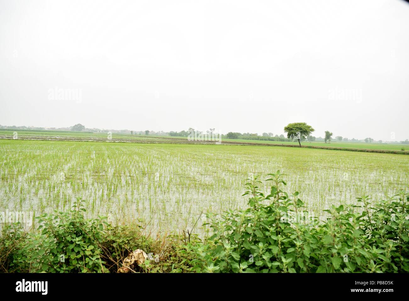 Growing Rice Plants Stock Photo - Alamy
