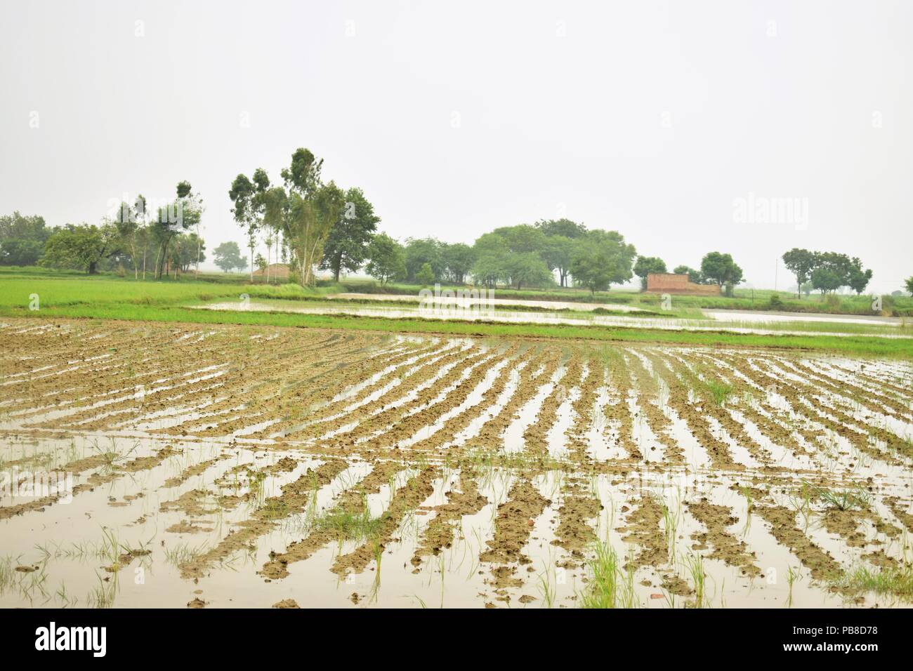 Growing Rice Plants Stock Photo - Alamy