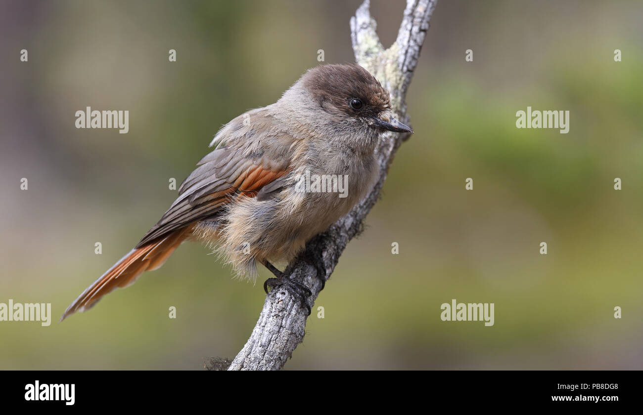 Siberian jay, Perisoreus infaustus Stock Photo - Alamy