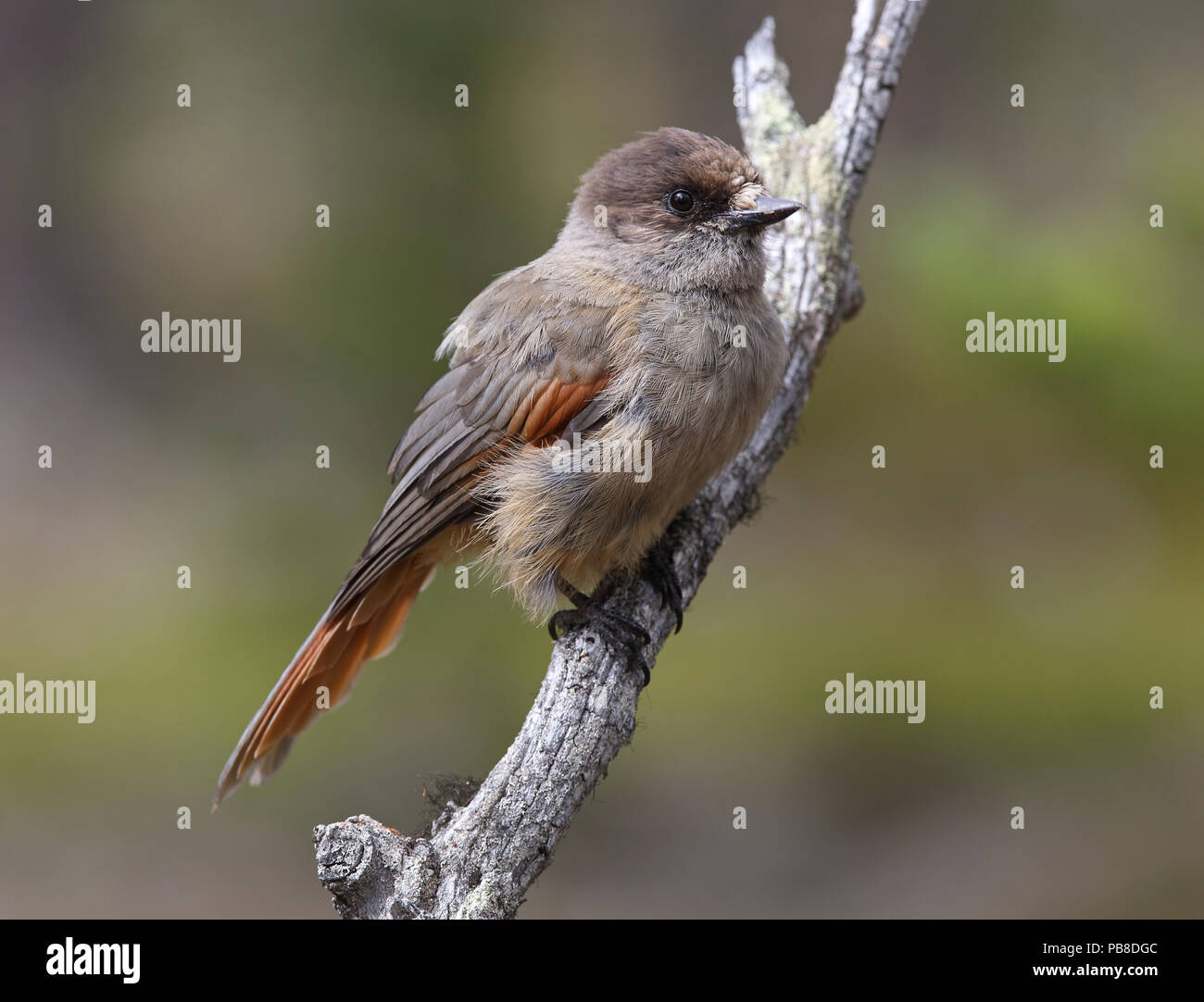 Siberian jay, Perisoreus infaustus Stock Photo - Alamy