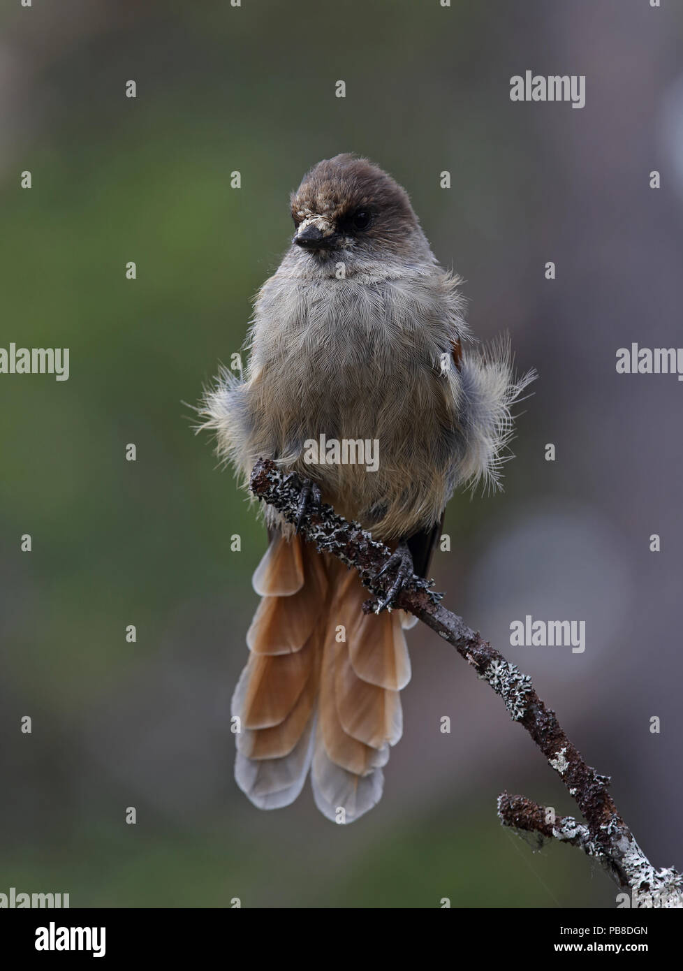 Siberian jay, Perisoreus infaustus Stock Photo - Alamy