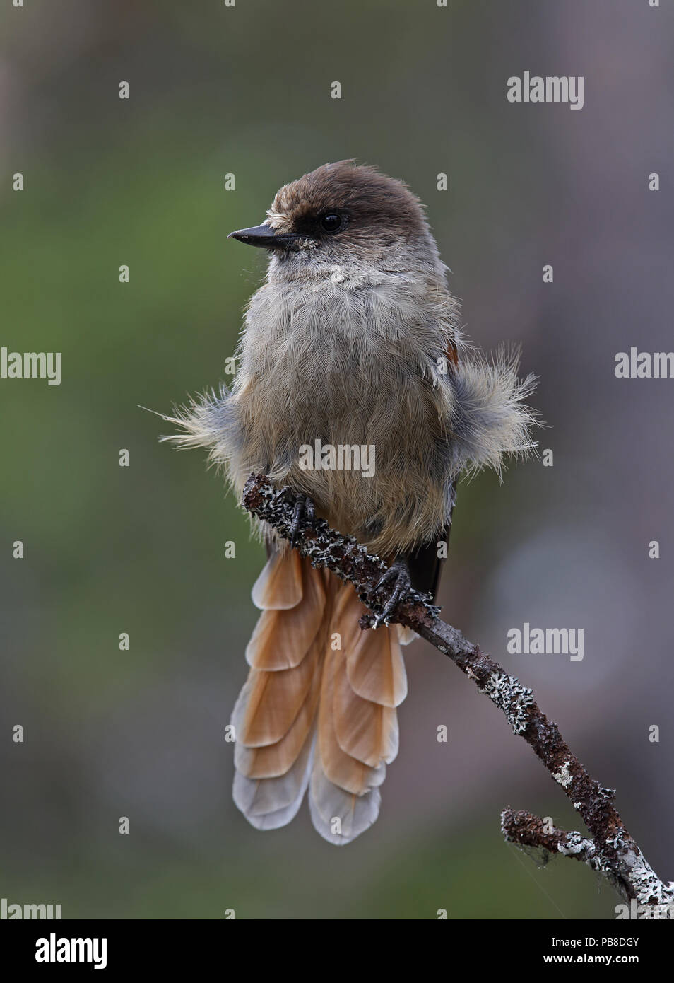 Siberian jay, Perisoreus infaustus Stock Photo - Alamy