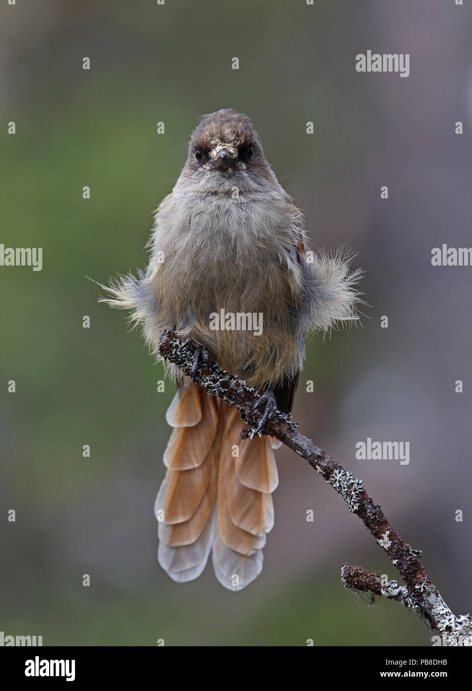 Siberian jay, Perisoreus infaustus Stock Photo - Alamy