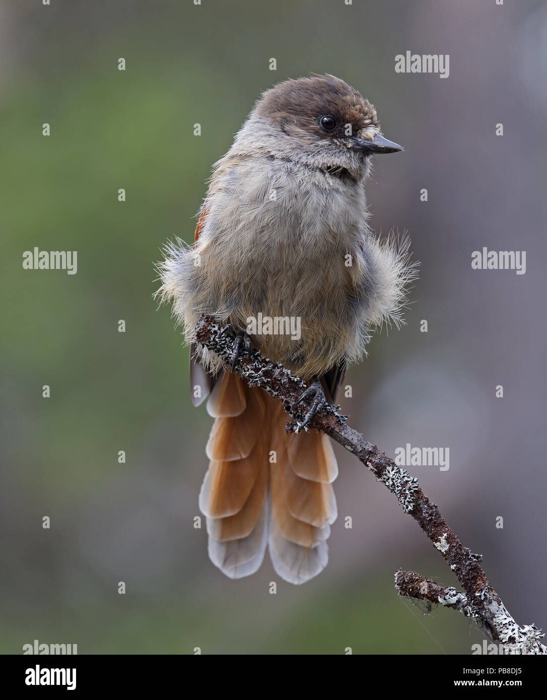 Siberian jay, Perisoreus infaustus Stock Photo - Alamy
