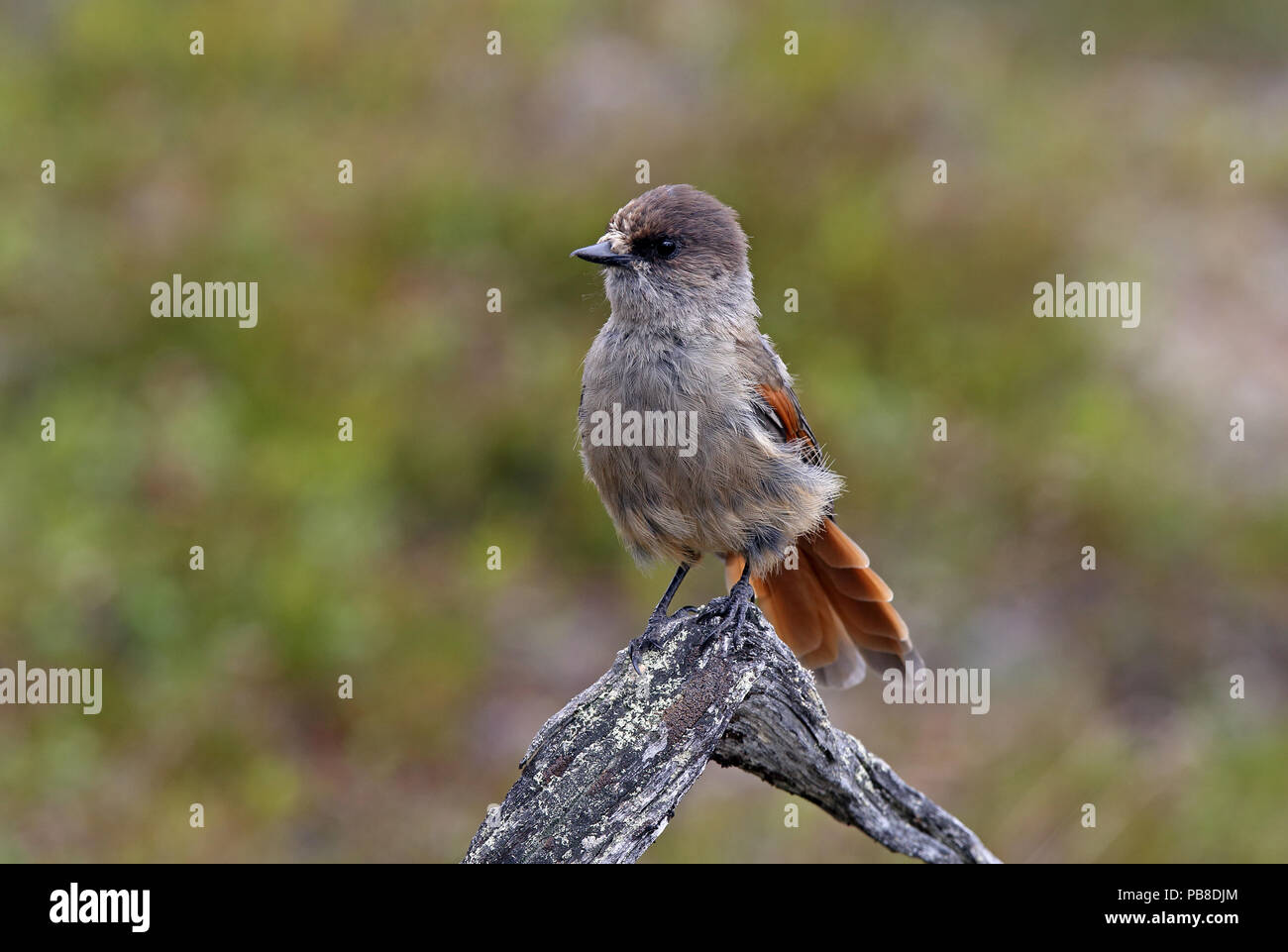 Siberian jay, Perisoreus infaustus Stock Photo - Alamy