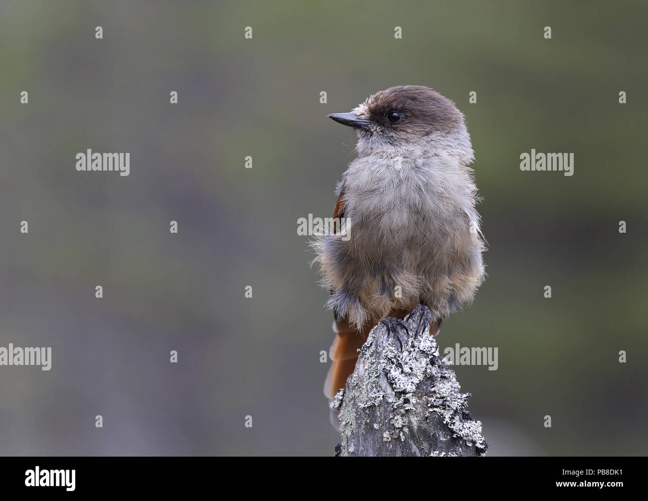 Siberian jay, Perisoreus infaustus Stock Photo - Alamy