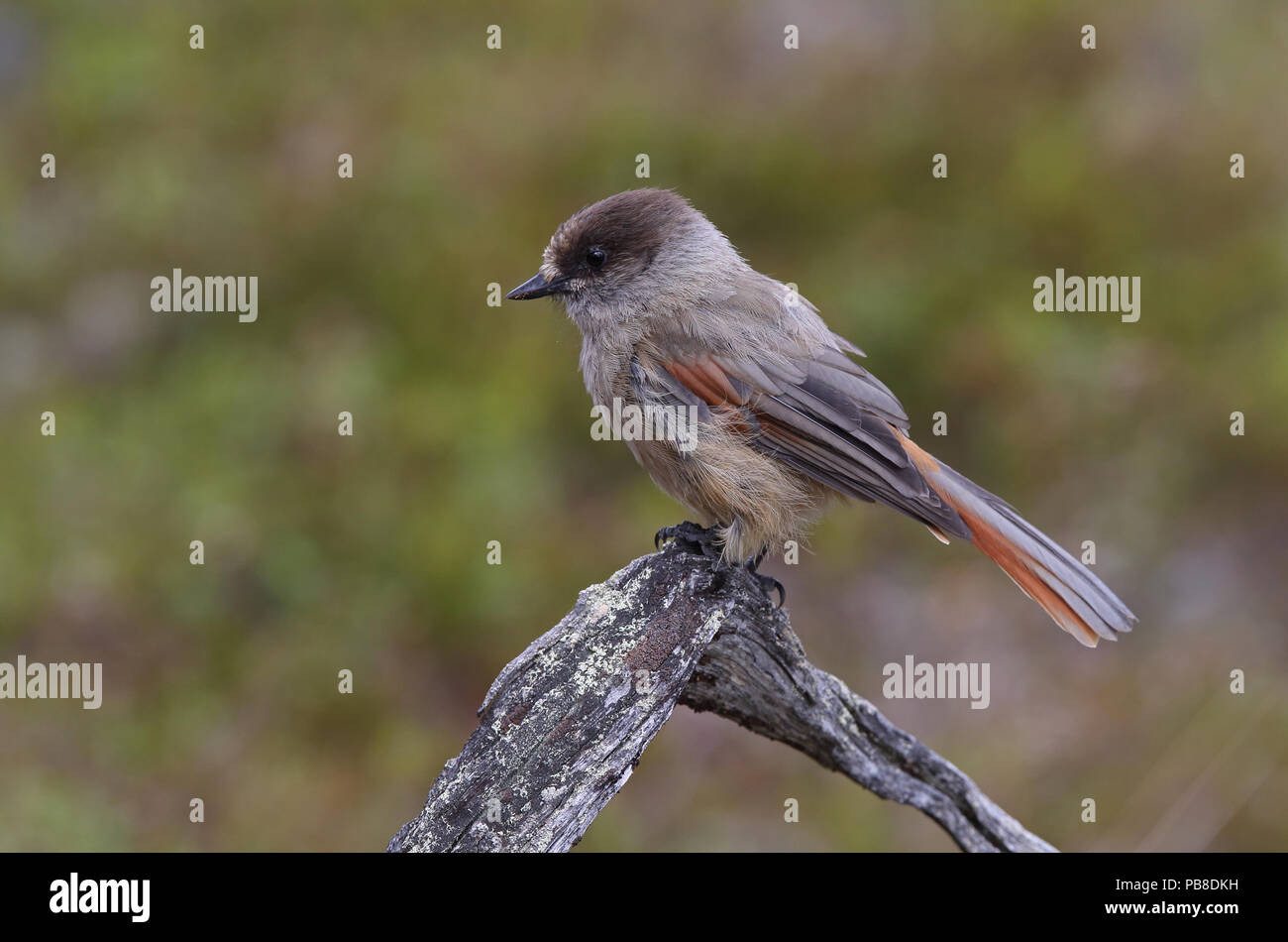 Siberian jay, Perisoreus infaustus Stock Photo - Alamy