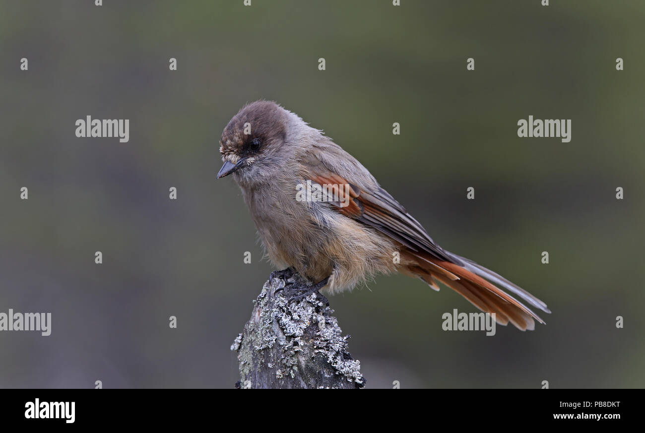 Siberian jay, Perisoreus infaustus Stock Photo - Alamy