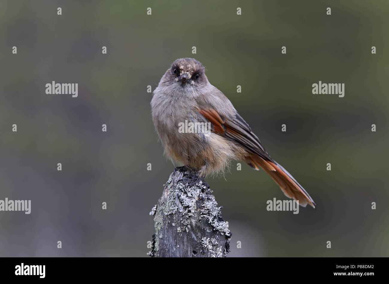 Siberian jay, Perisoreus infaustus Stock Photo - Alamy