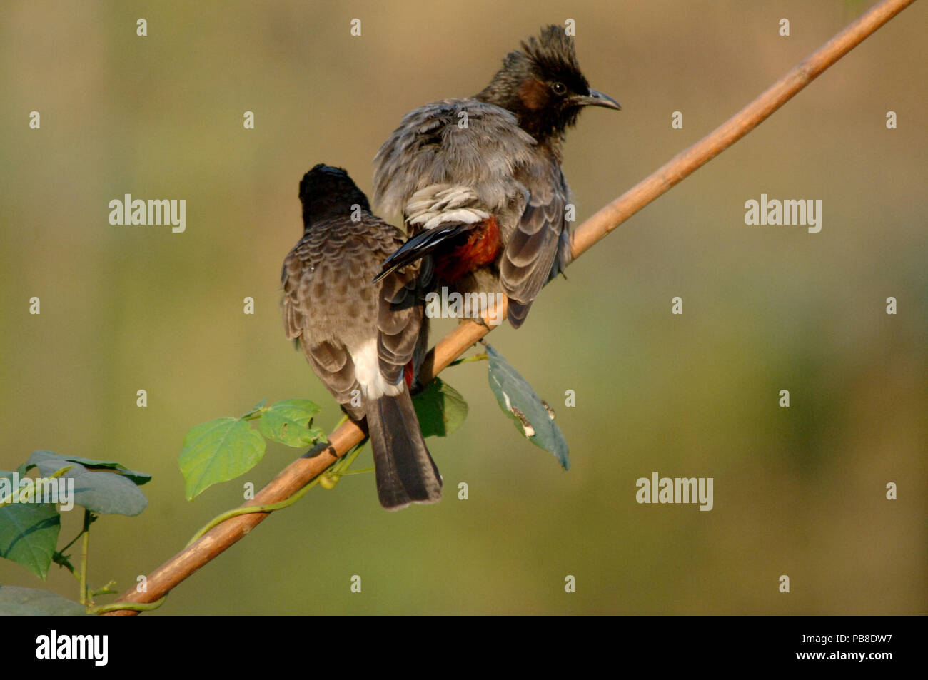 Birds Of Bangladesh Stock Photos & Birds Of Bangladesh Stock Images - Alamy