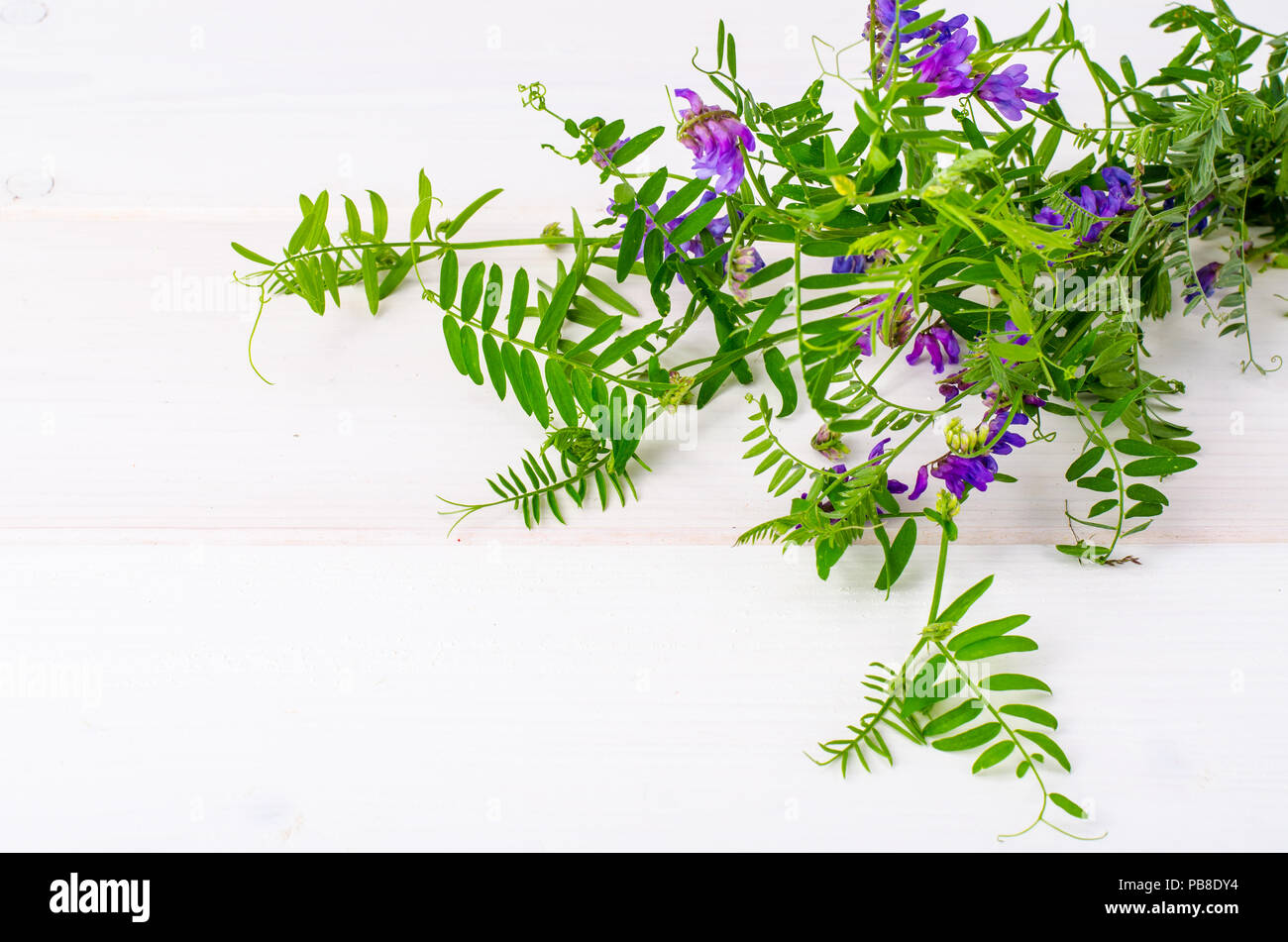 Wild medicinal plant with blue flowers on white background. Studio ...