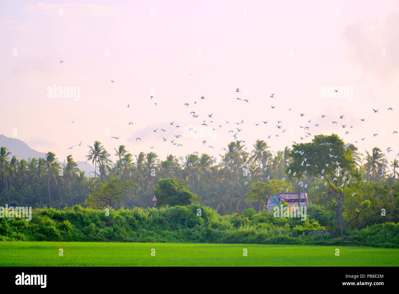 Birds flying over fields hi-res stock photography and images - Alamy