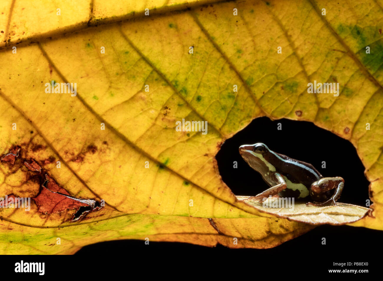 Through Hole In Leaf High Resolution Stock Photography and Images - Alamy