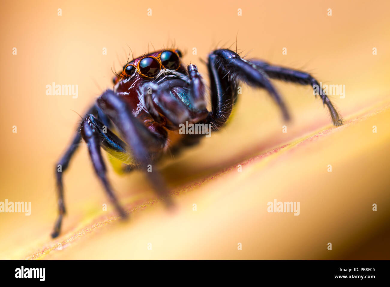 Jumping spider (Salticidae) hunting among vegetation, San Jose, Costa ...