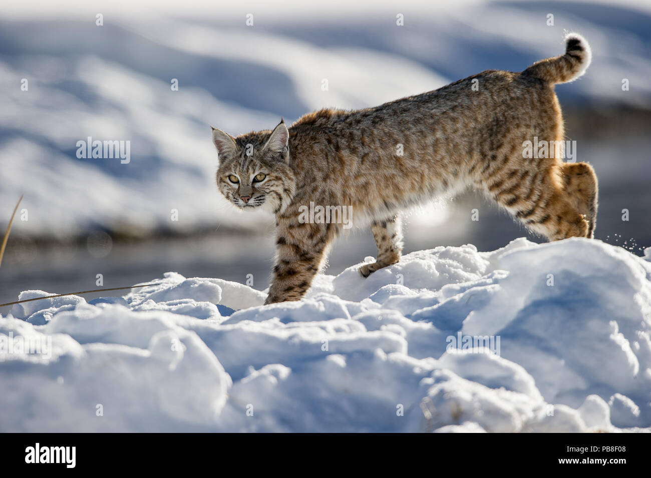 North American Bobcat (Lynx rufus) stalking along Madison River ...