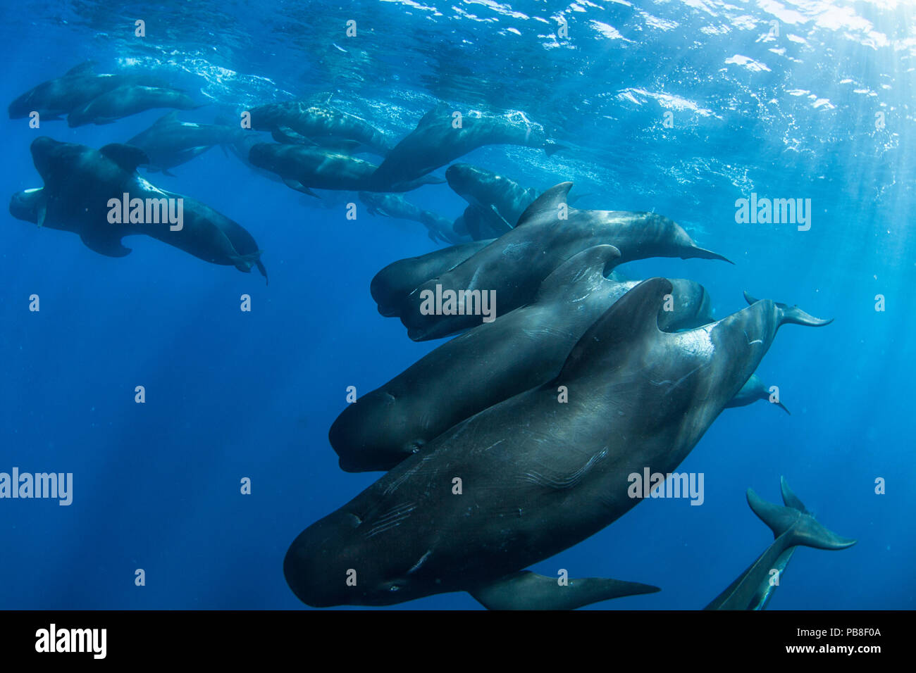 Short-finned pilot whale (Globicephala macrorhynchus) pod, Cape Point ...